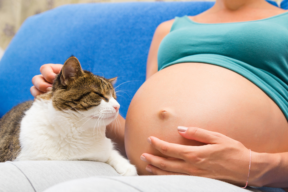 Toxoplasmosis y embarazo. Estoy embarazada, ¿qué hago con mi gato ...