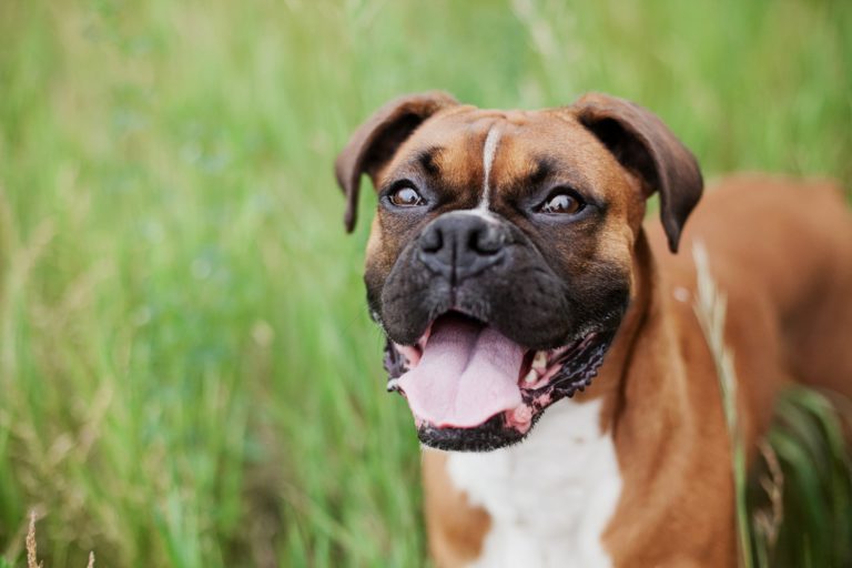 Traqueobronquitis infecciosa canina o complejo respiratorio canino ...