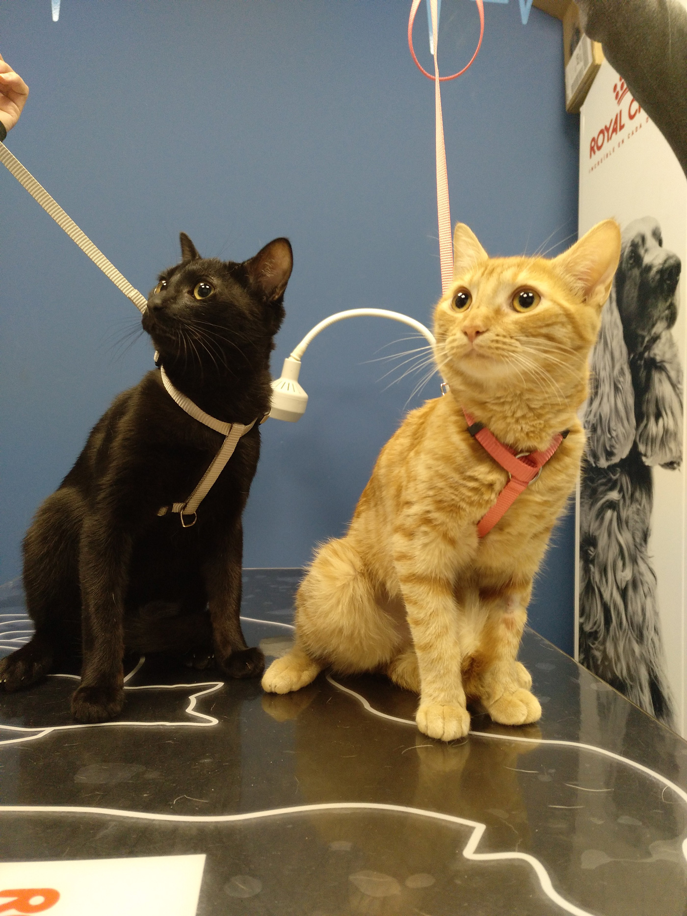 Mascotas del mes: Murdock y Bastet - Clinicanimal