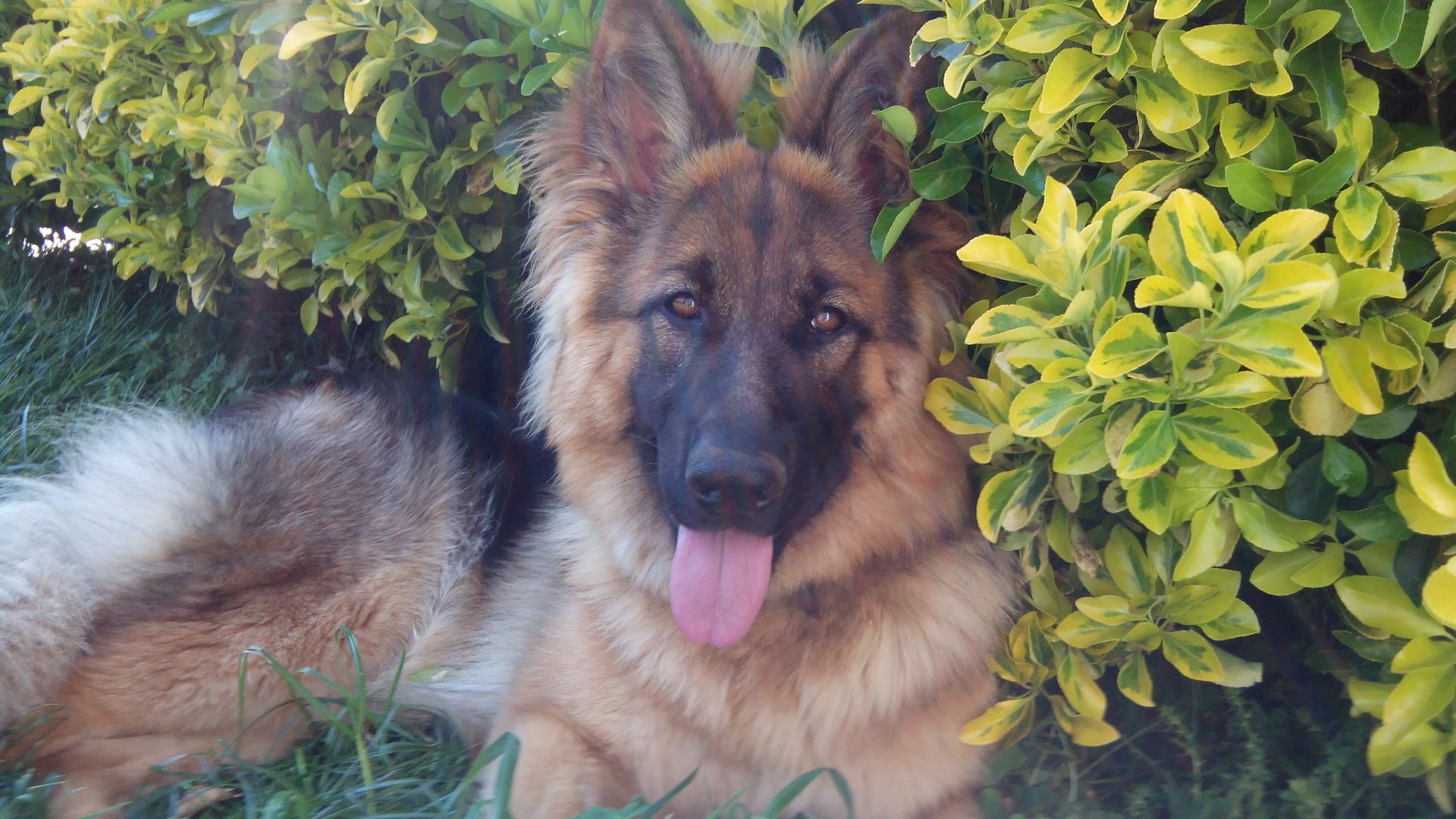 Mascota del mes: Trudi - Clinicanimal