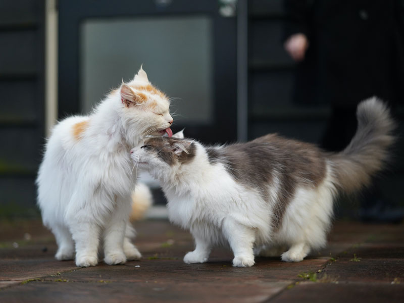 El celo en nuestra gata: lo que debemos de saber - Clinicanimal