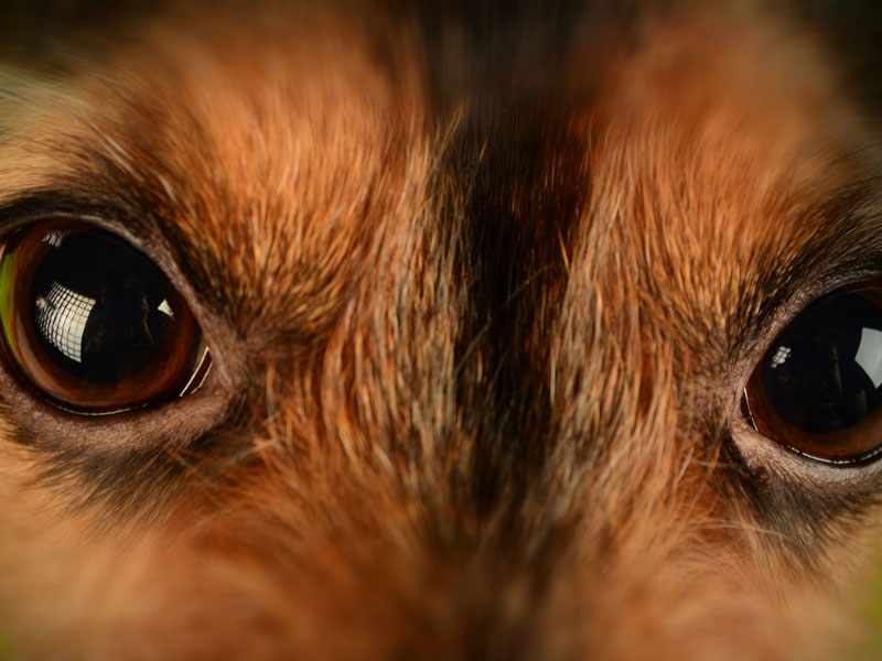 Los Cachorros Nacen Ciegos