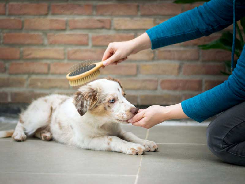 ¿Cómo afrontar la muda de pelo de nuestro animal? - Clinicanimal