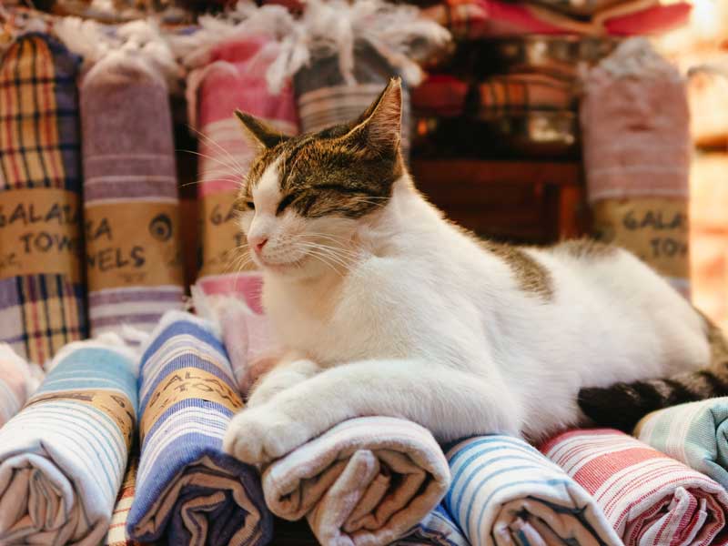 ¿Por qué los gatos amasan? Las razones para entender su comportamiento ...