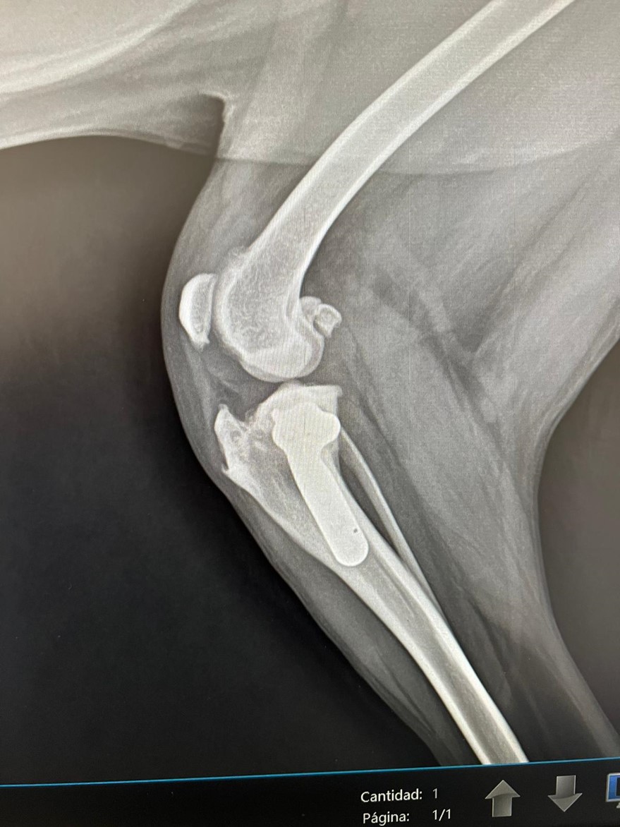 Cuanto Cuesta La Operacion De Rodilla De Un Perro