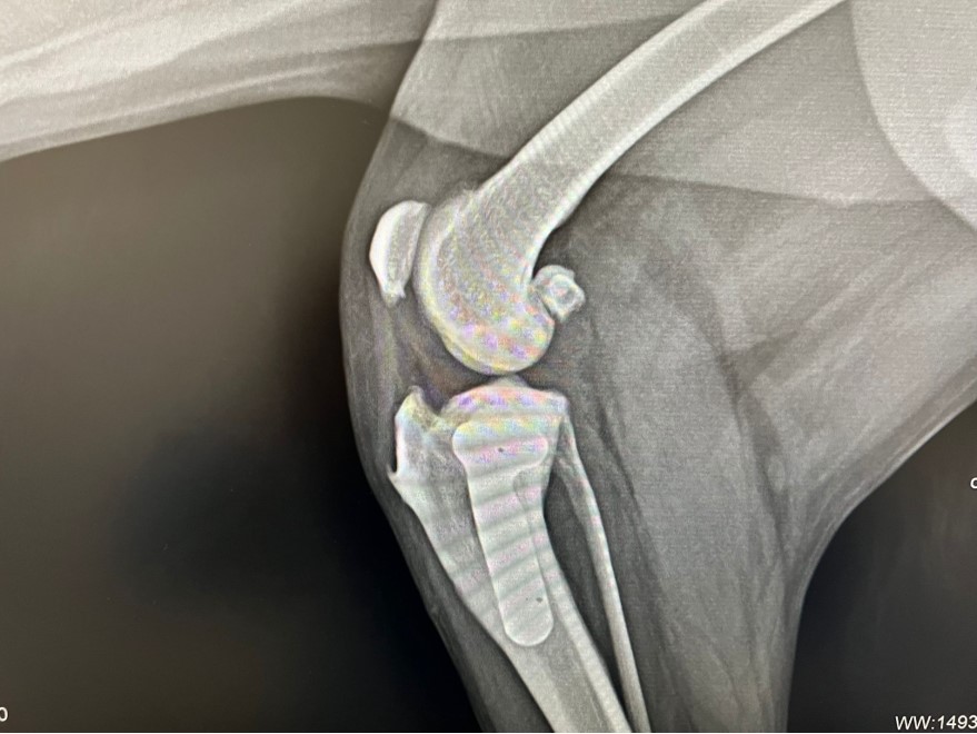 Cuanto Cuesta Una Cirugia De Ligamento Cruzado Anterior Para Un Perro