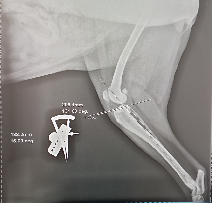 Cuanto Cuesta Una Cirugia De Ligamento Cruzado Anterior Para Un Perro