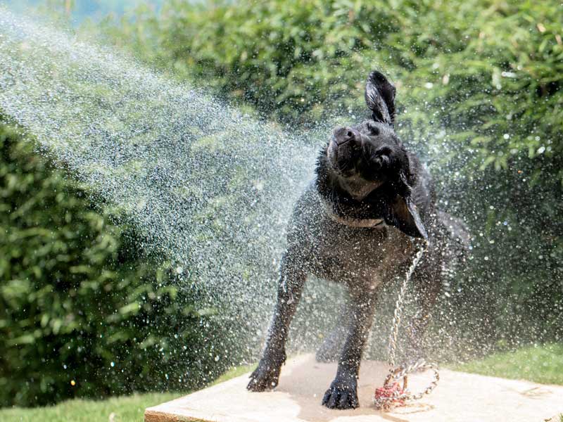 ¿Cómo refrescar a nuestro perro? Consejos para sobrellevar el calor del ...