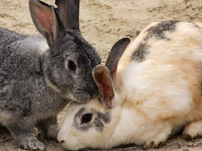Enfermedades comunes en los conejos: todo lo que tienes que saber ...