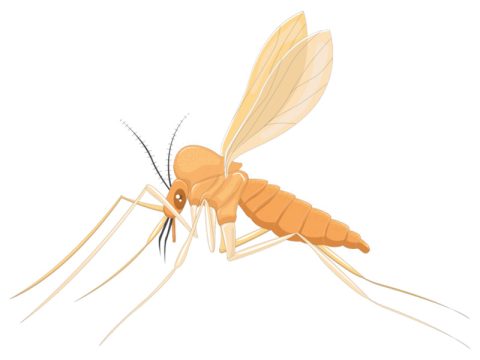 ¿Cuándo debemos de realizar el test de Leishmaniosis a nuestro perro ...