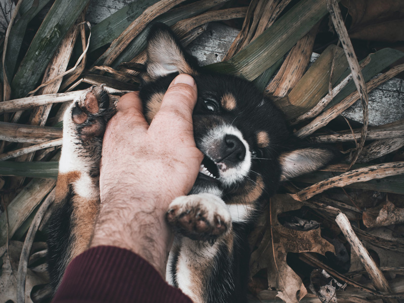 ¿Qué es la rabia y cómo podemos prevenirla? - Clinicanimal