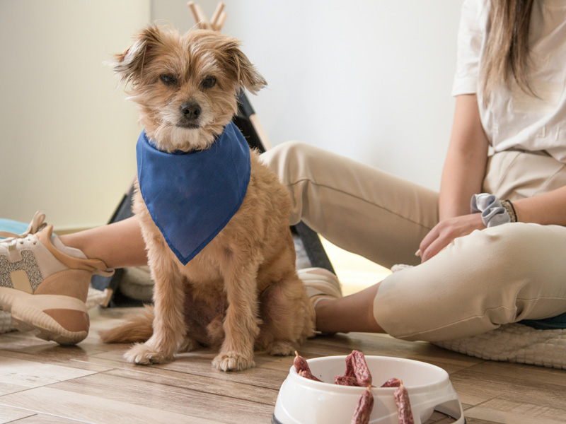 Comida natural para perros ¿cuáles son sus beneficios? - Clinicanimal