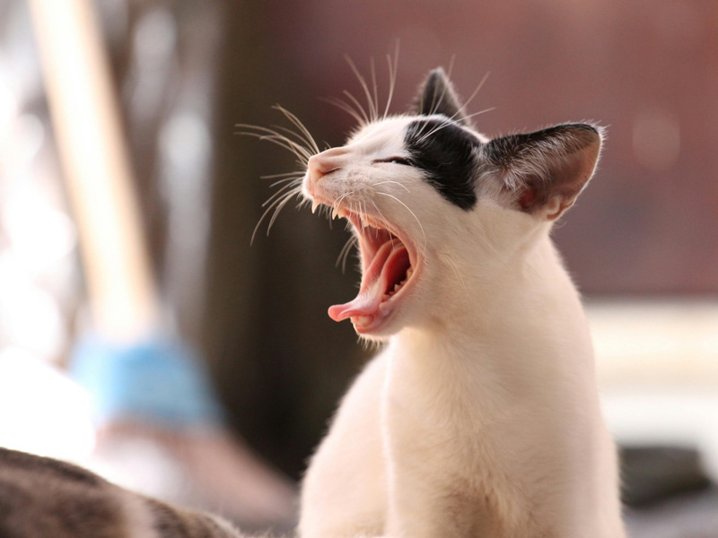 ¿Cómo saber el estado de humor de tu gato? Los principales significados ...