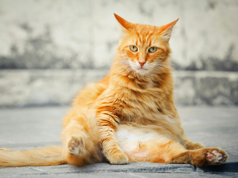 Prevención y tratamiento de la obesidad en mascotas - Clinicanimal