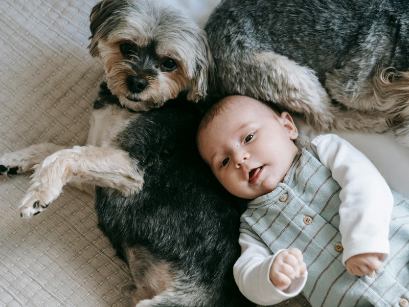 ¿Cómo preparar a tu compañero peludo para la llegada de un bebé ...