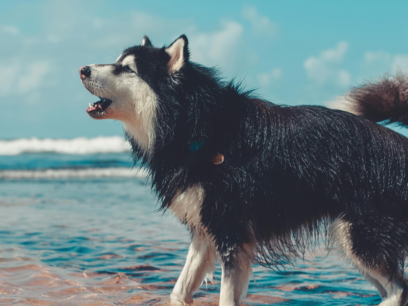 Tipos de Ladridos de Perro: Aprendiendo a Entender a Nuestro Mejor ...