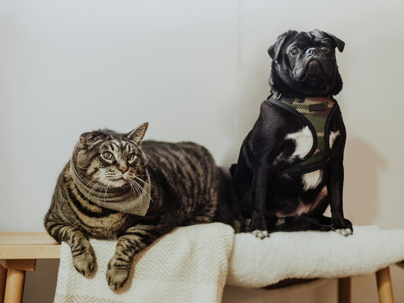 Perros Y Cachorros Y Gatos Y Gatitos Monello Cat Gatitos Monello