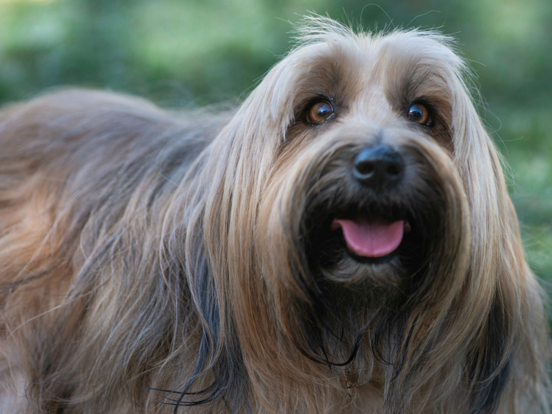 Son Los Perros De Pelo Largo Calientes En Verano