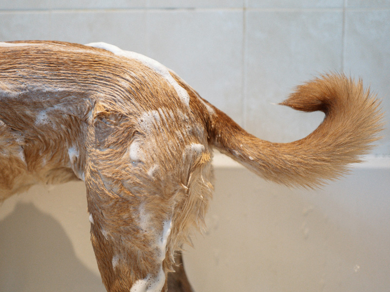 Desaparecerá La Candidiasis De Mis Perros