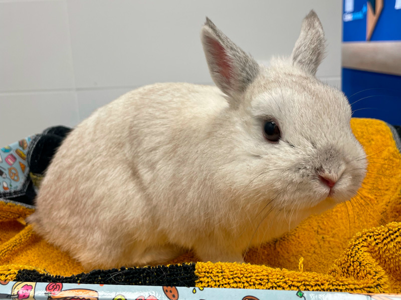 Caso clínico: Conejo con dermatitis - Clinicanimal