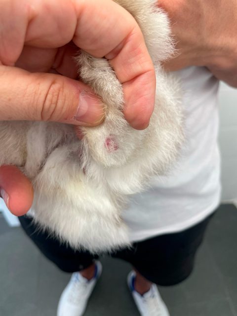 Caso clínico: Conejo con dermatitis - Clinicanimal