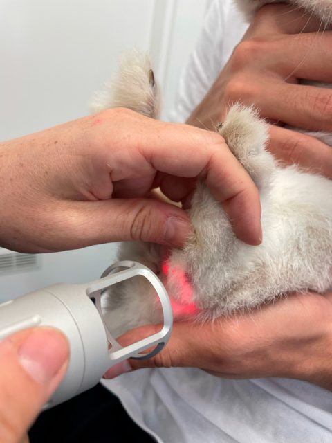 Caso clínico: Conejo con dermatitis - Clinicanimal