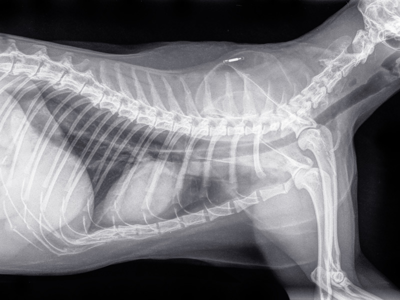 La importancia de la identificación obligatoria de gatos y hurones para ...