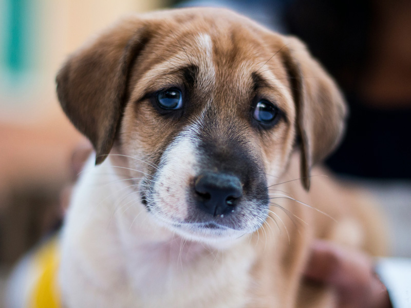 El síndrome de corazón roto en perros: ¿qué es y cómo cuidarlos ...