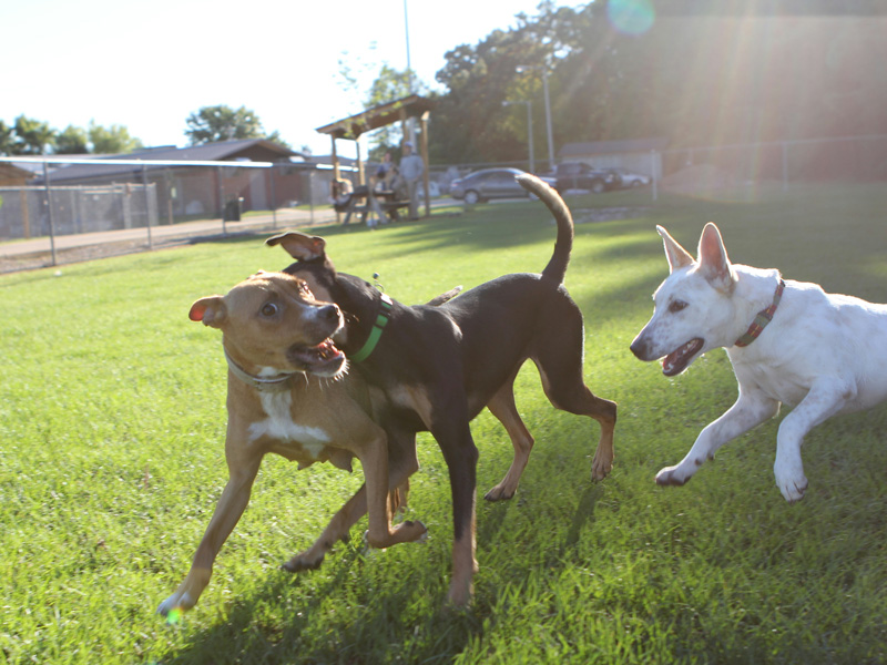 Espacios públicos urbanos para nuestros amigos peludos: la evolución de los parques caninos en ...